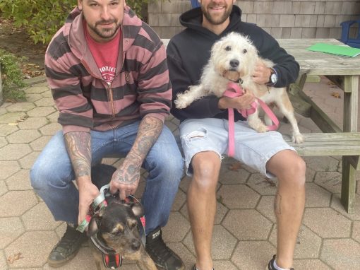 Home - Southampton Animal Shelter Foundation